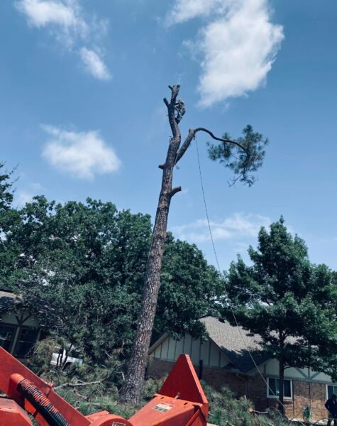 Home - Veterans Tree Service