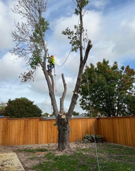 Home - Veterans Tree Service