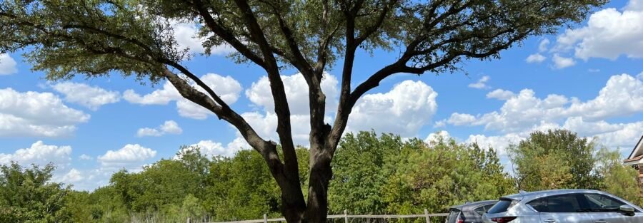 Get the Best Tree Services in Arlington, Texas - Veterans Tree Service