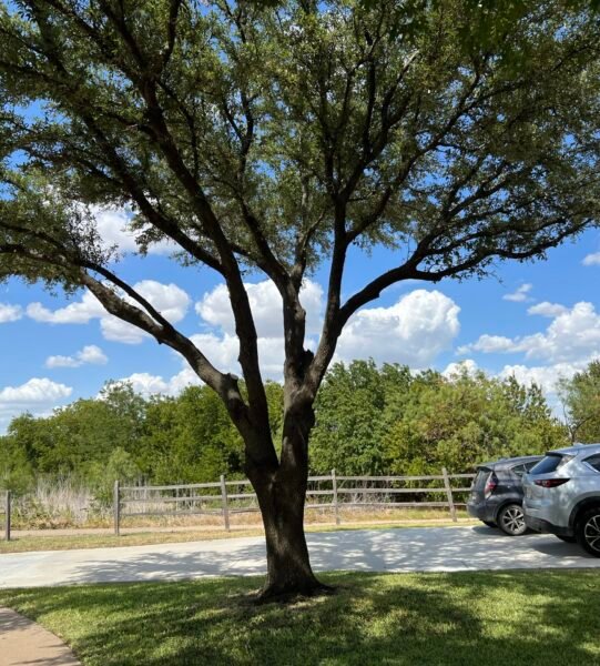 Home - Veterans Tree Service