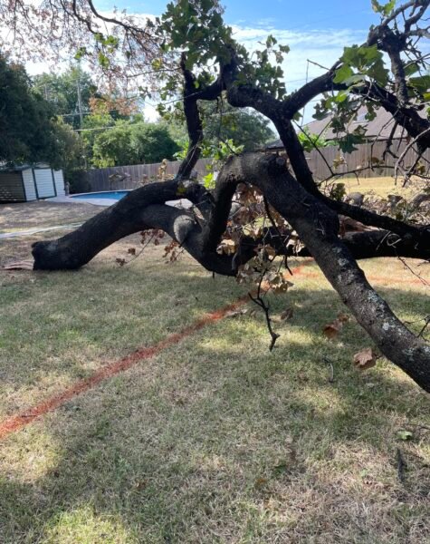 Home - Veterans Tree Service