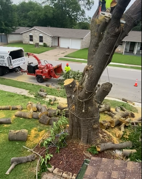 Home - Veterans Tree Service